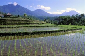 Rizière_montagne_bali