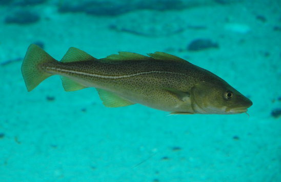 > en savoir plus sur le poisson et la pêche de la mer à l’assiette